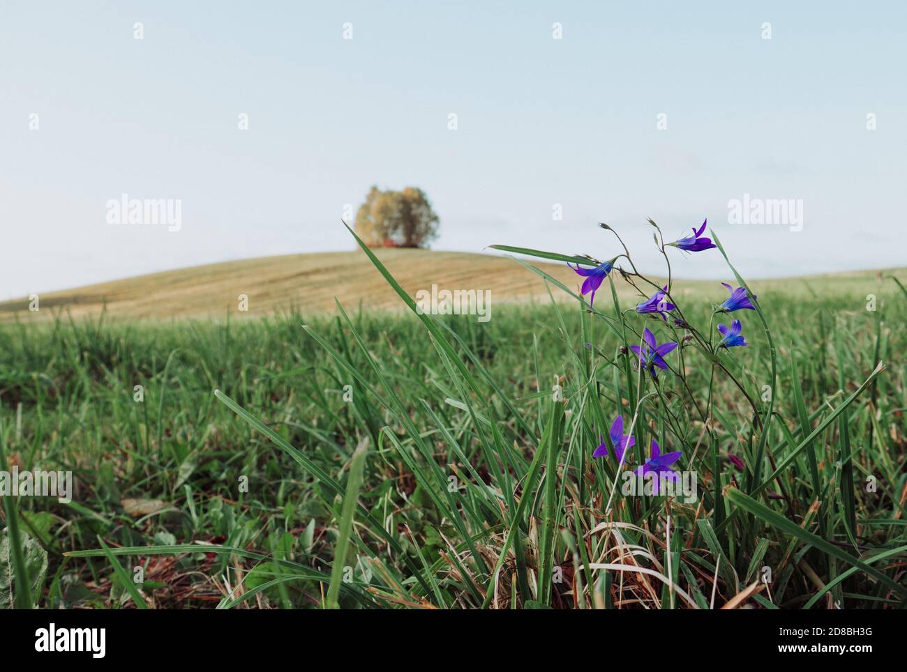 Mohnblumenfeld sonne toskana -Fotos und -Bildmaterial in hoher ...