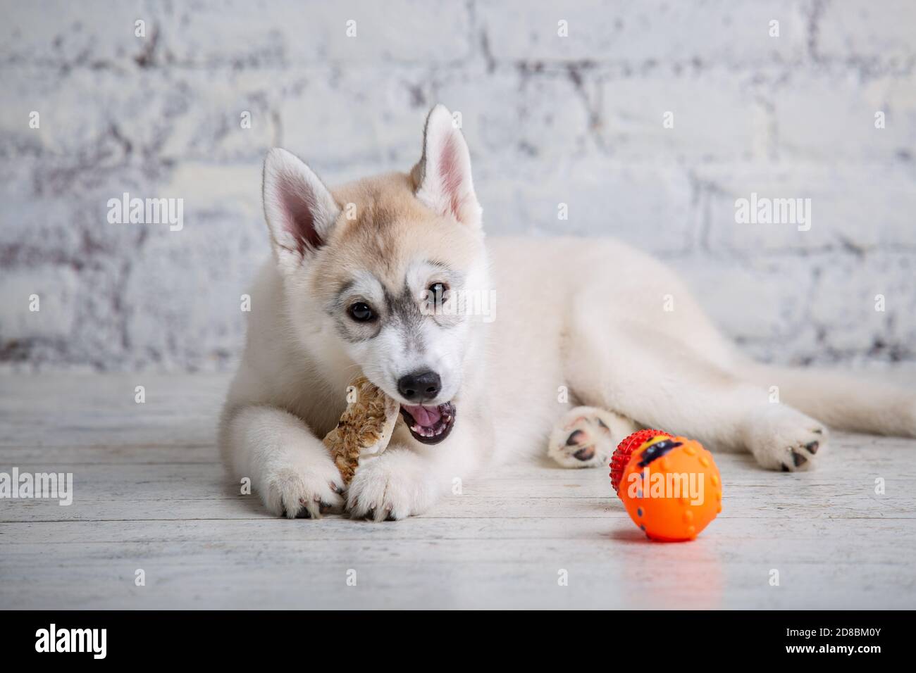 Farbiger Hund Stockfotos und -bilder Kaufen - Alamy
