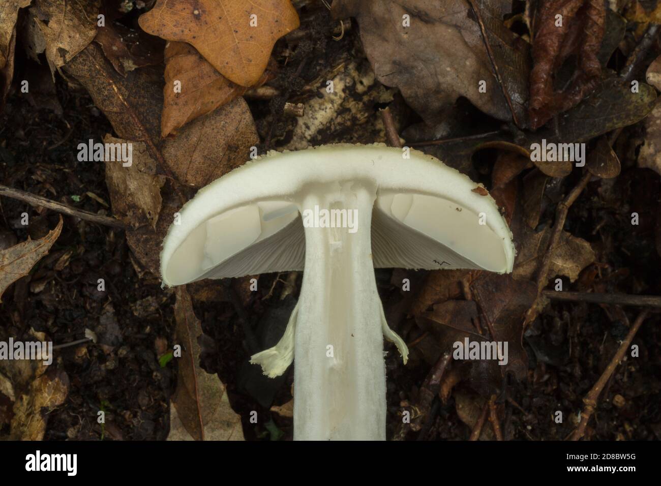 Ein Querschnitt der Kappe einer Todeskappe des Amanita phalloides ...