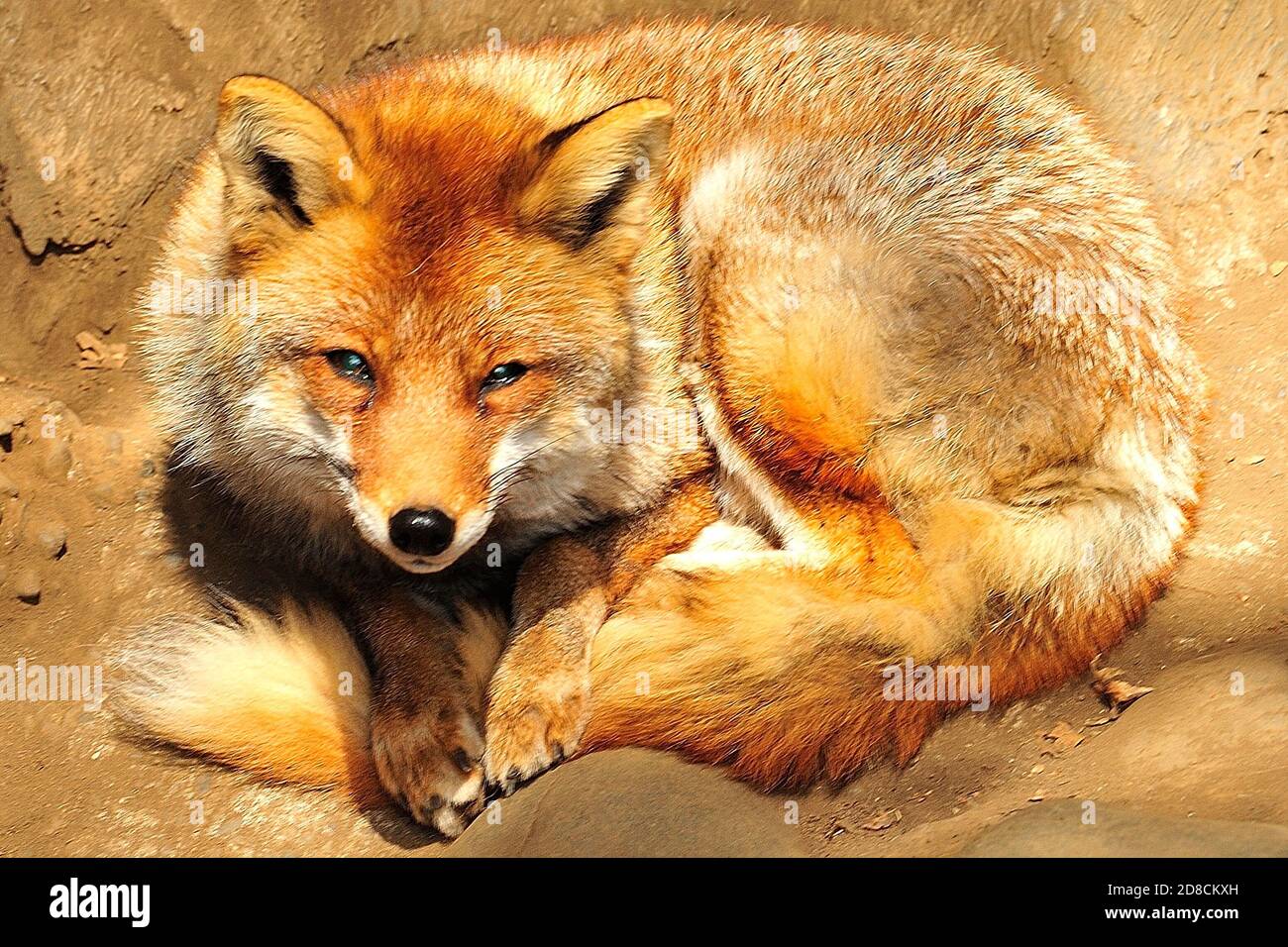 Fuchs Schlafender Schlafender Fuchs Stockfotos und -bilder Kaufen - Alamy