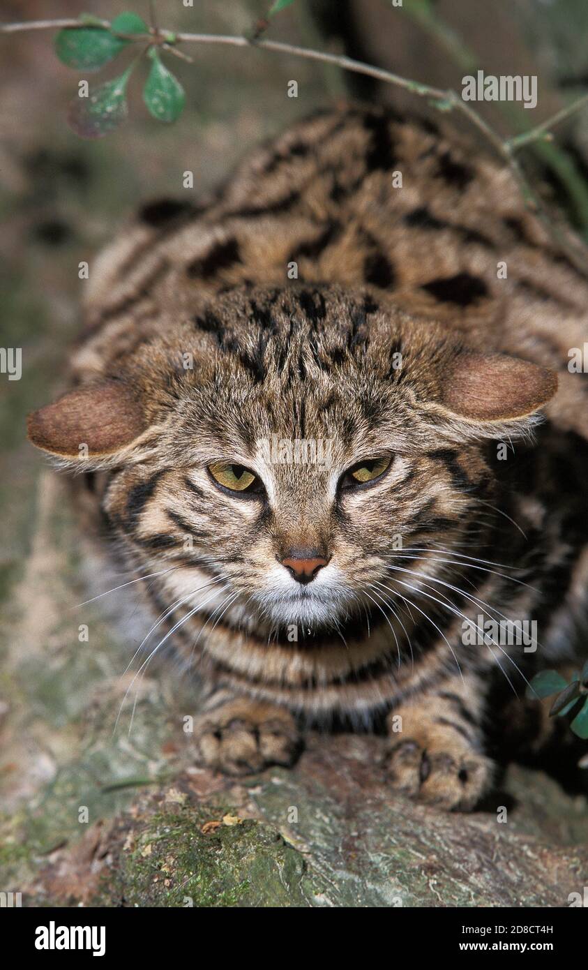 Felis nigripes -Fotos und -Bildmaterial in hoher Auflösung – Alamy