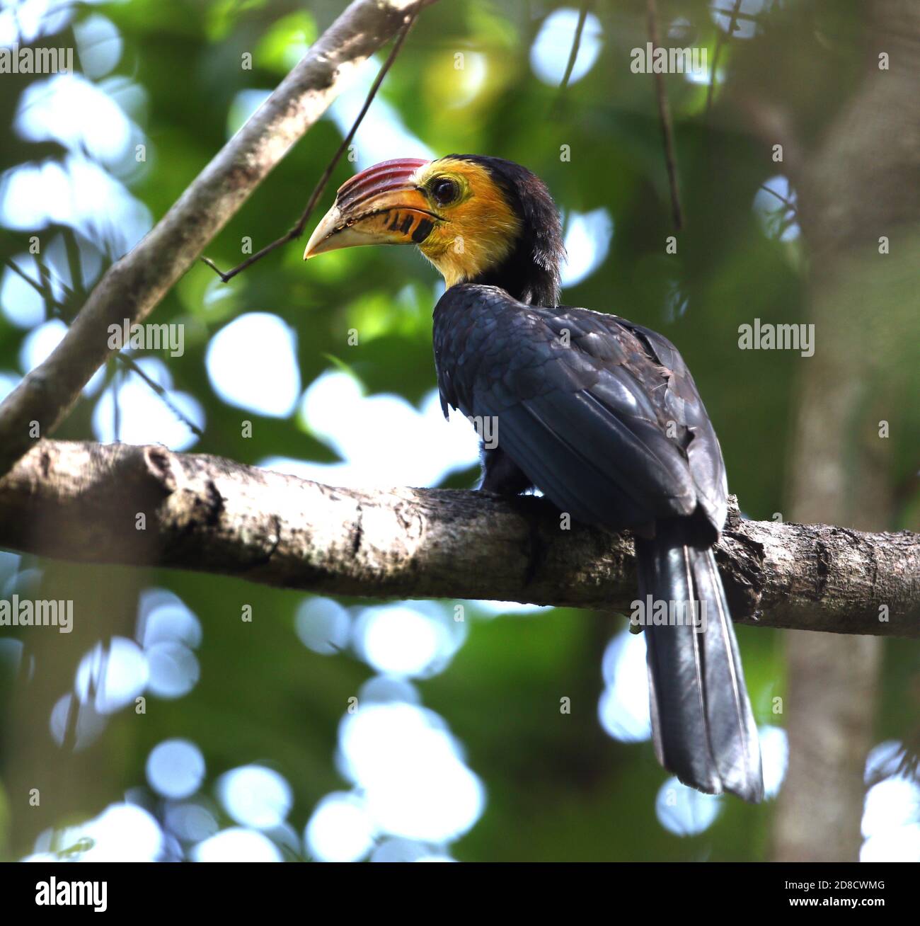 Sulawesi tarictic nashornvogel -Fotos und -Bildmaterial in hoher ...