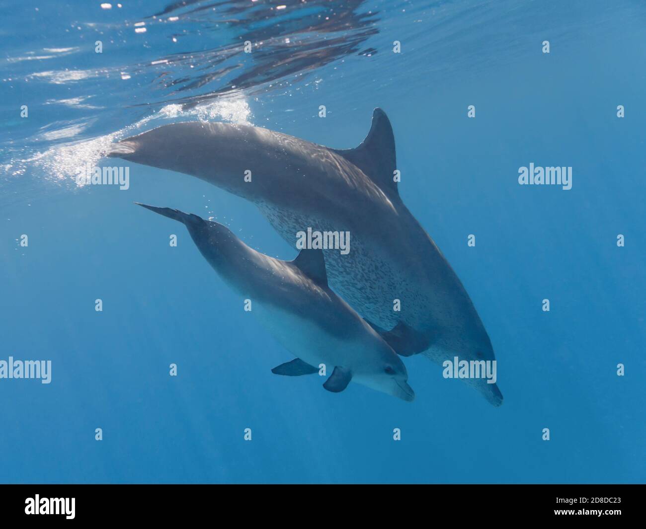 Baby delfin -Fotos und -Bildmaterial in hoher Auflösung - Seite 2 - Alamy