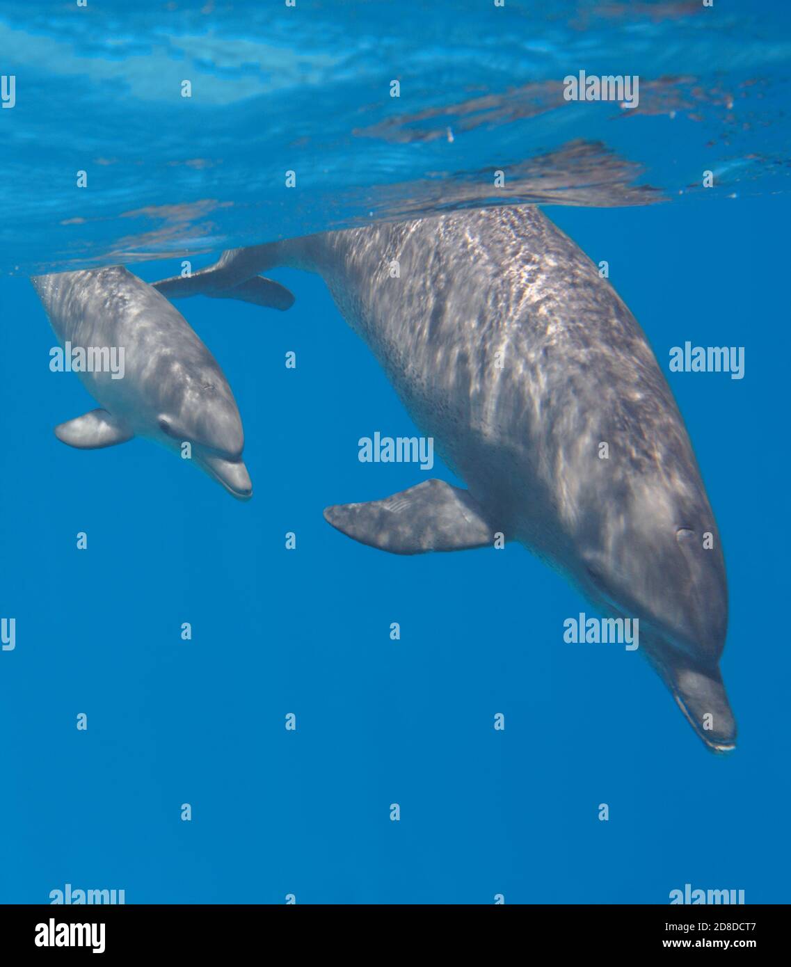 Delphin unter wasser schwimmen -Fotos und -Bildmaterial in hoher ...