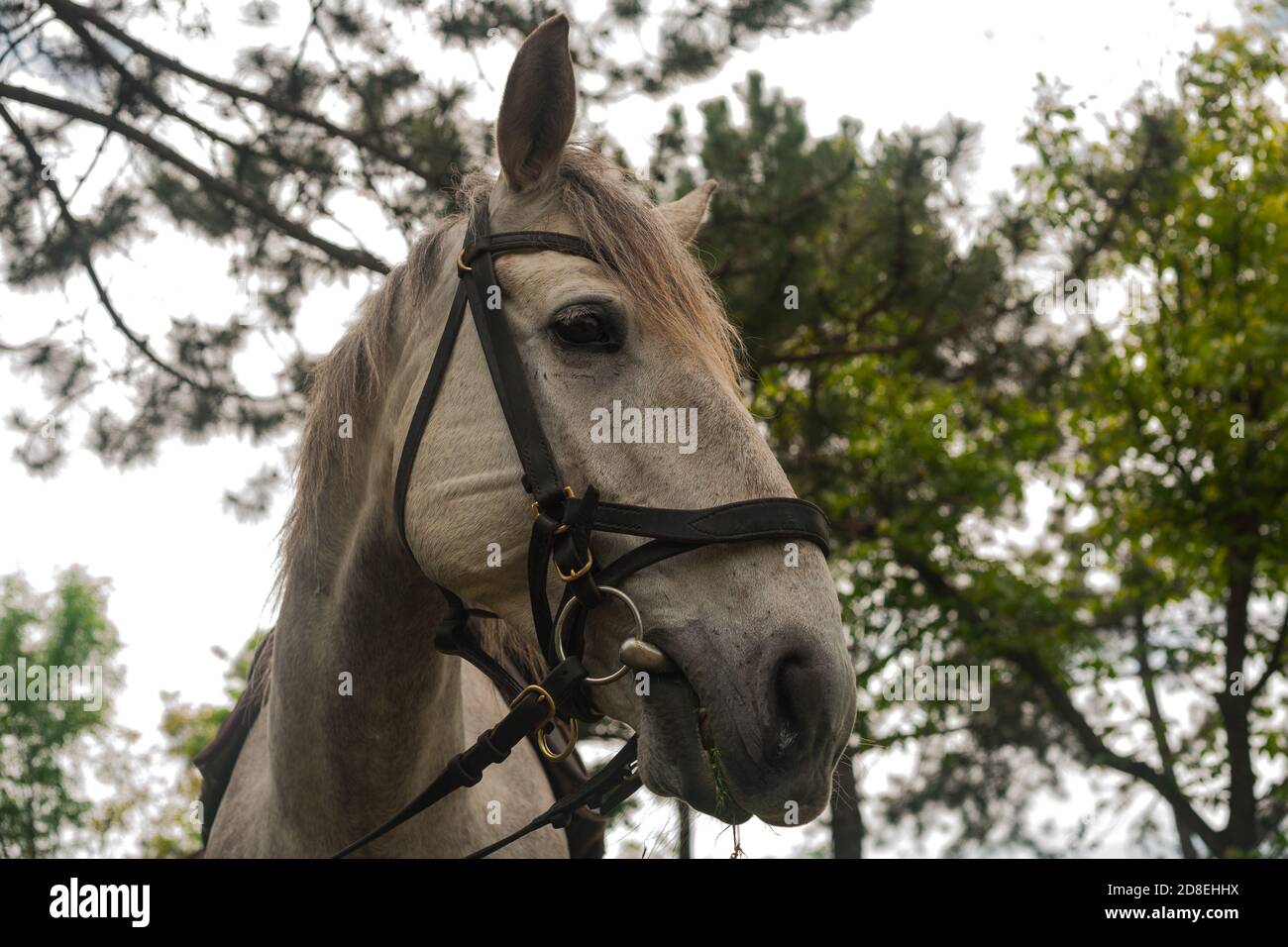 Leather harness -Fotos und -Bildmaterial in hoher Auflösung – Alamy