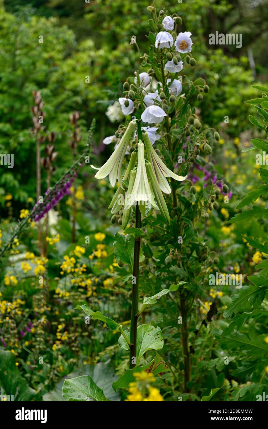 Riesige yunnan lilie -Fotos und -Bildmaterial in hoher Auflösung – Alamy