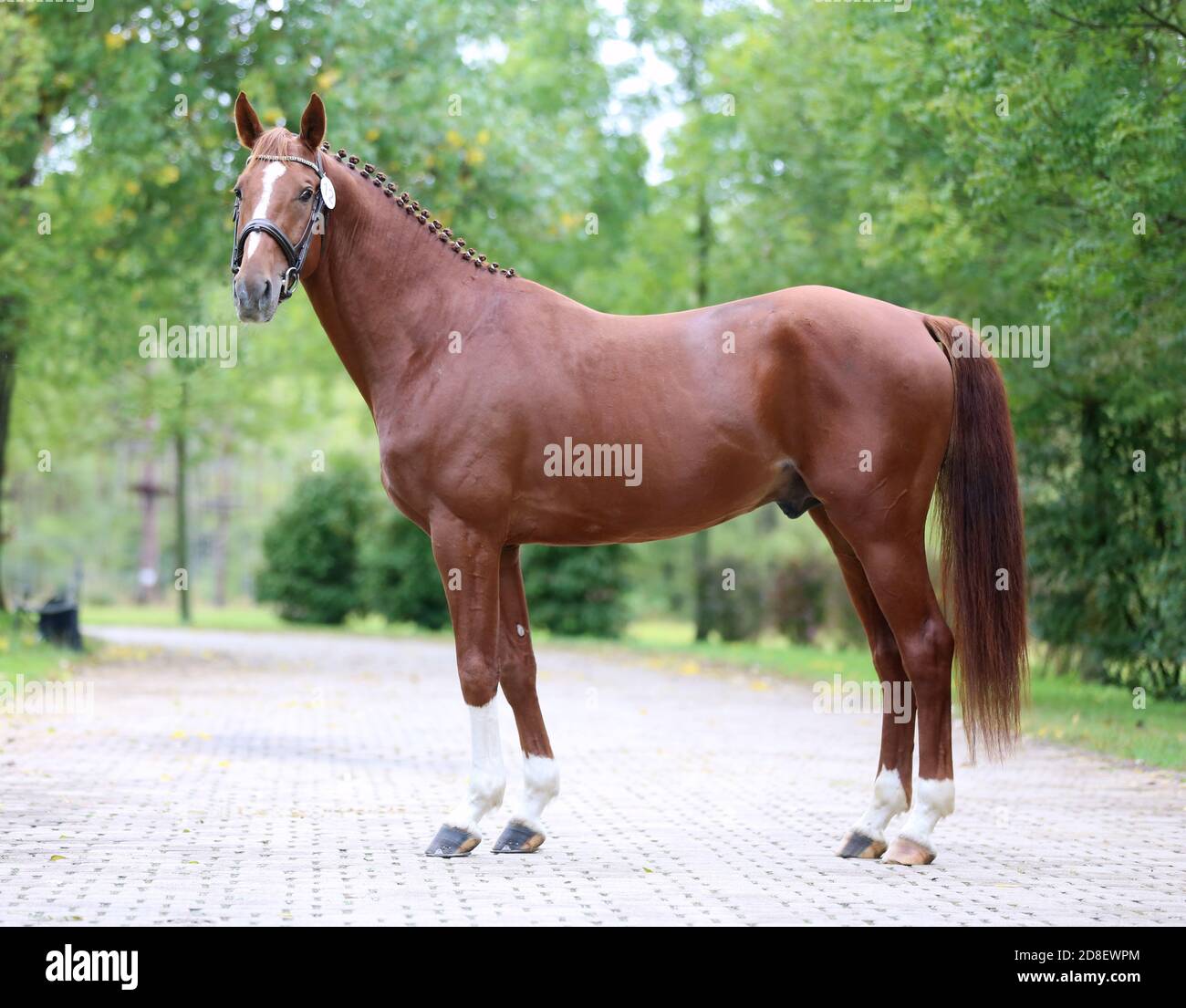 Stehendes pferd verschiedene tiere -Fotos und -Bildmaterial in hoher ...