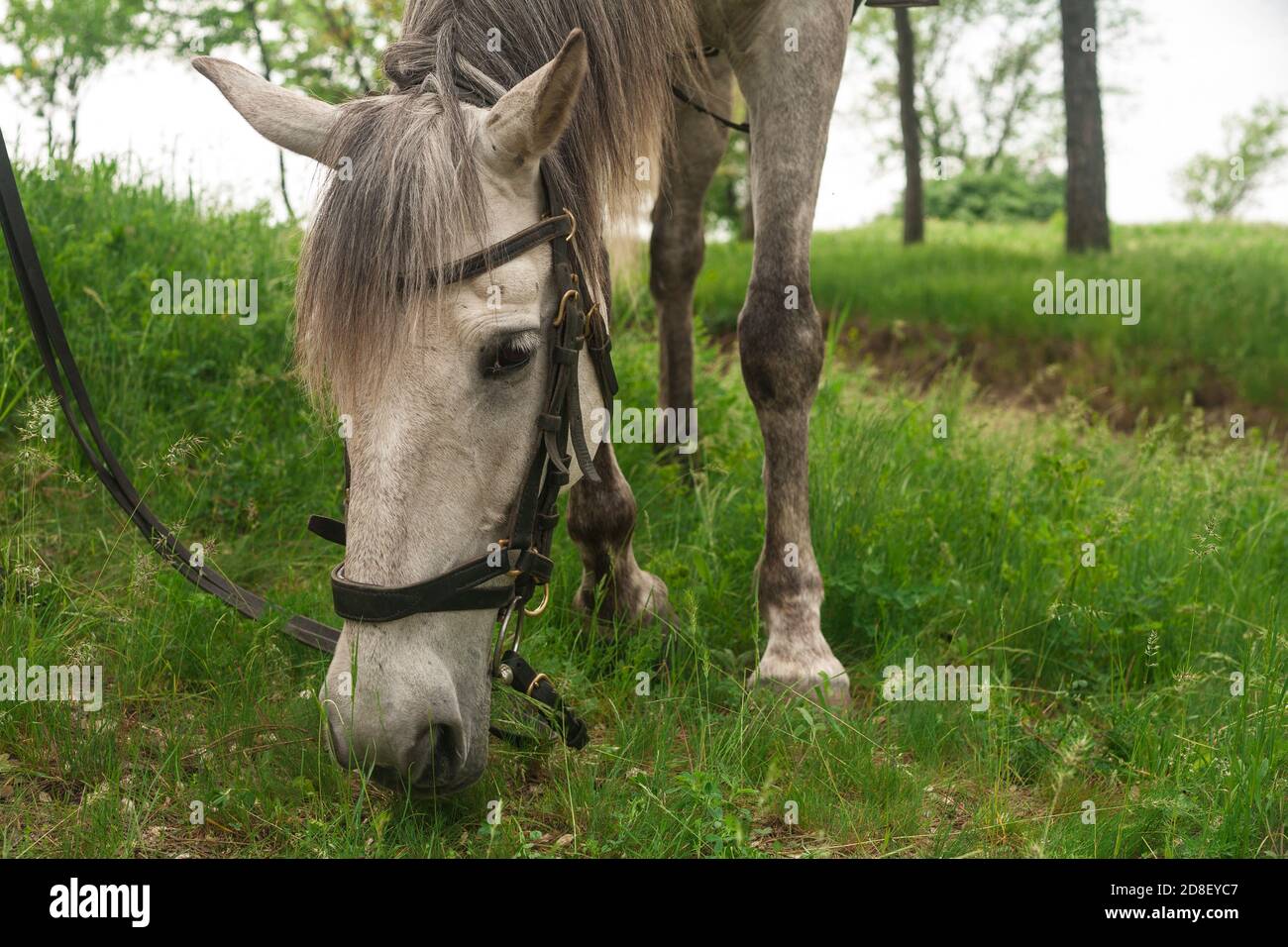 Weiß graues Pferd grasen auf dem grünen Gras im Wald, Pferd in Leder ...
