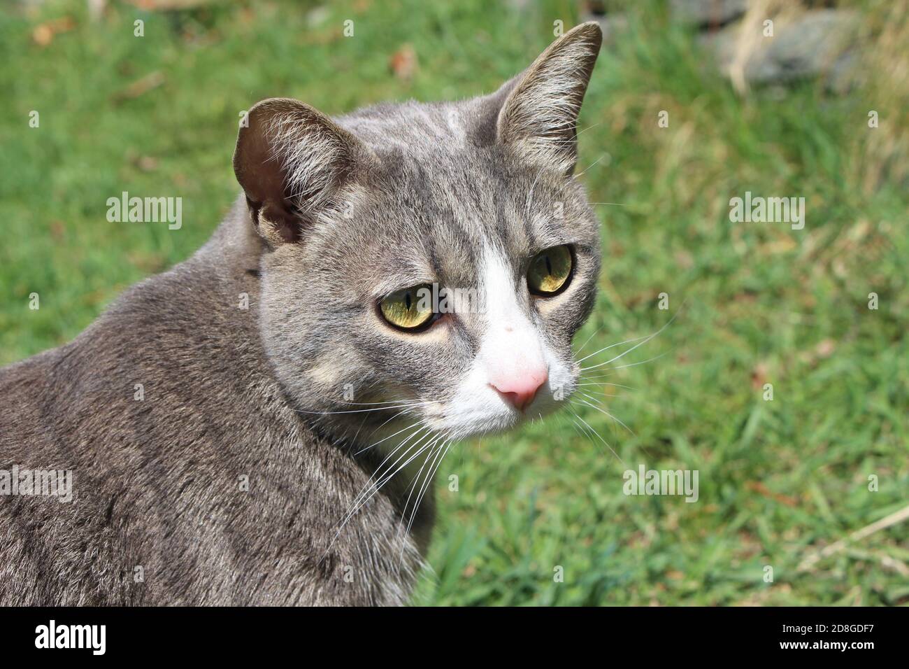 Katze des tageskatzenliebhabers -Fotos und -Bildmaterial in hoher ...