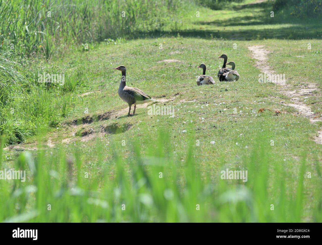 Wilde gans mit jungen -Fotos und -Bildmaterial in hoher Auflösung – Alamy