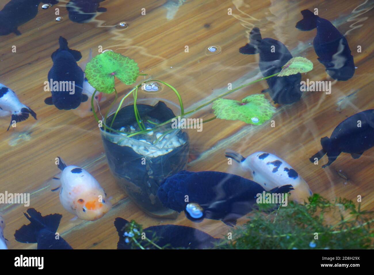 Mehr als 70 Arten von Goldfischen, darunter einige seltene Arten ...