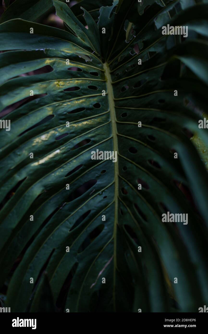 Monstera blatt -Fotos und -Bildmaterial in hoher Auflösung – Alamy