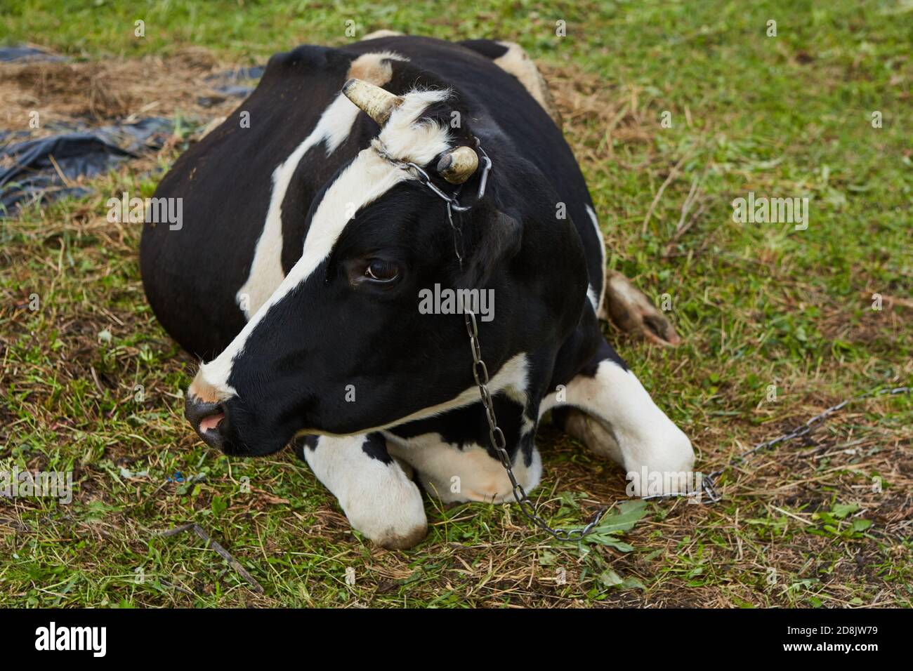 Eine neugierige Milchkuh steht auf ihrer Weide. Milchkuh. Eine ...