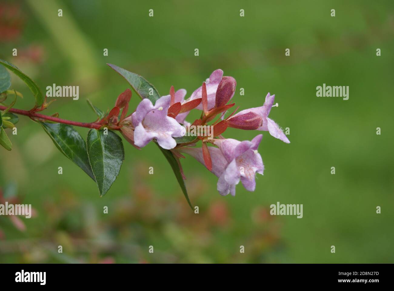 Abelia uniflora -Fotos und -Bildmaterial in hoher Auflösung – Alamy