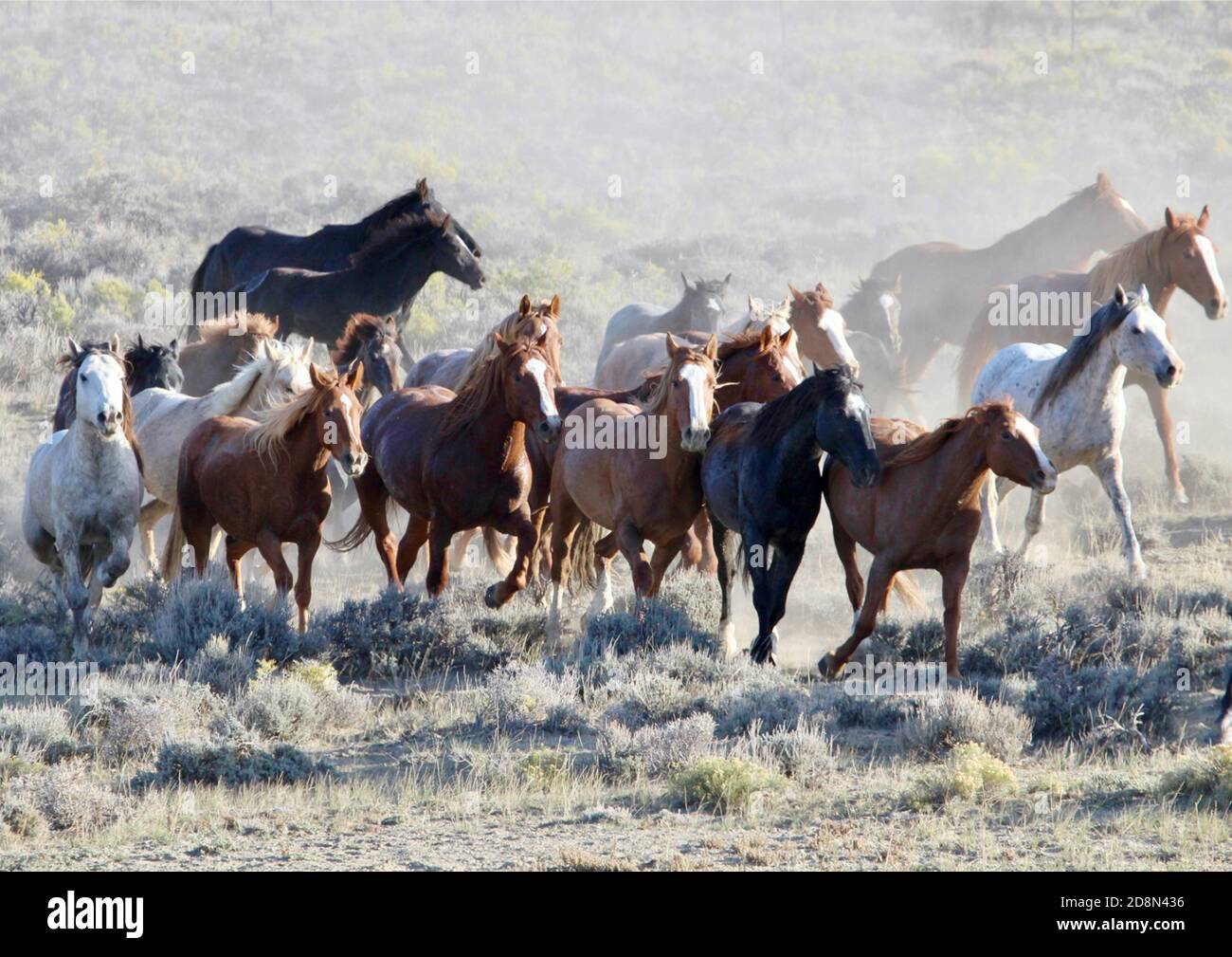 Public domain pferde -Fotos und -Bildmaterial in hoher Auflösung – Alamy