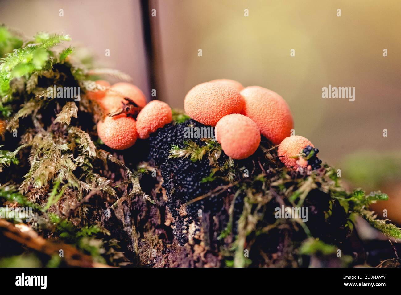 Kleine rote pilze -Fotos und -Bildmaterial in hoher Auflösung – Alamy