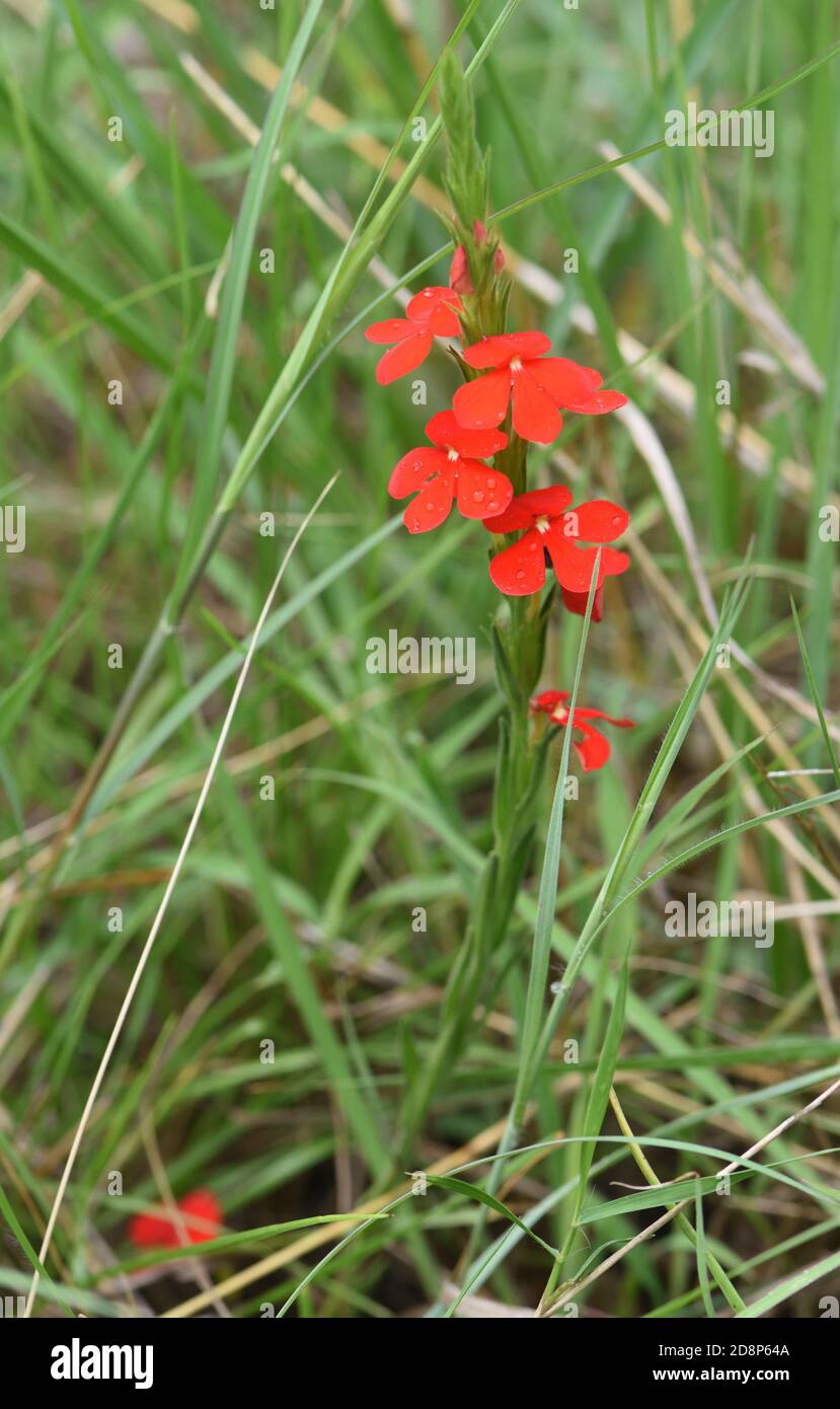 Blühende Spitze einer Witchweed (Striga-Arten) wächst in Savanne ...