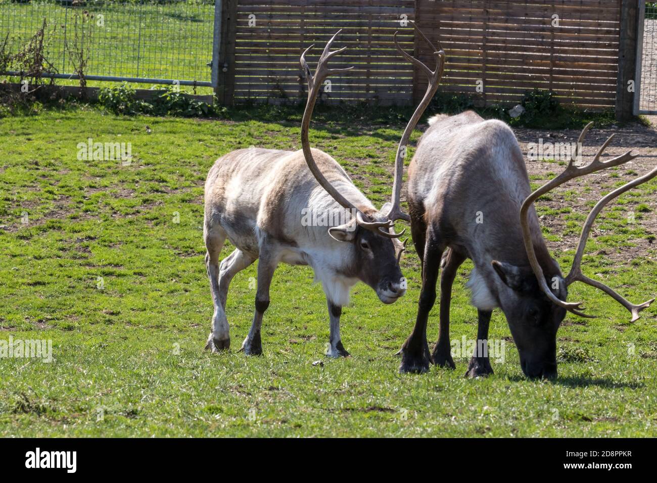 Wald karibu gruppe -Fotos und -Bildmaterial in hoher Auflösung – Alamy