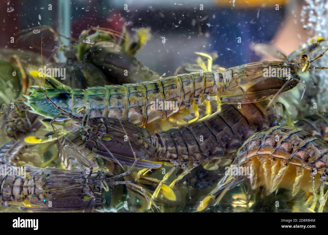 Mantis Shrimp marine Krebstiere Schwimmen Unterwasser-Glas Aquarium ...