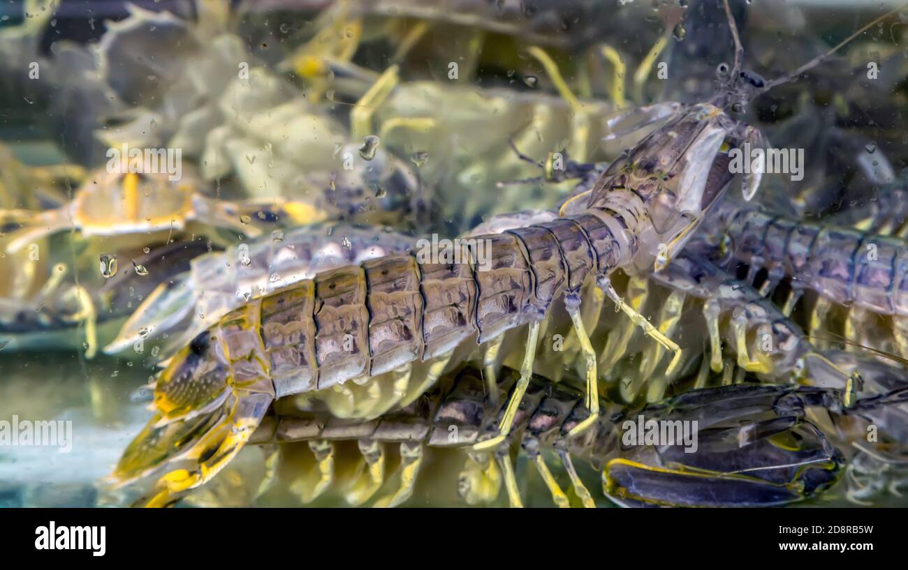 Mantis Shrimp marine Krebstiere schwimmen Unterwasser-Glas-Aquarium ...