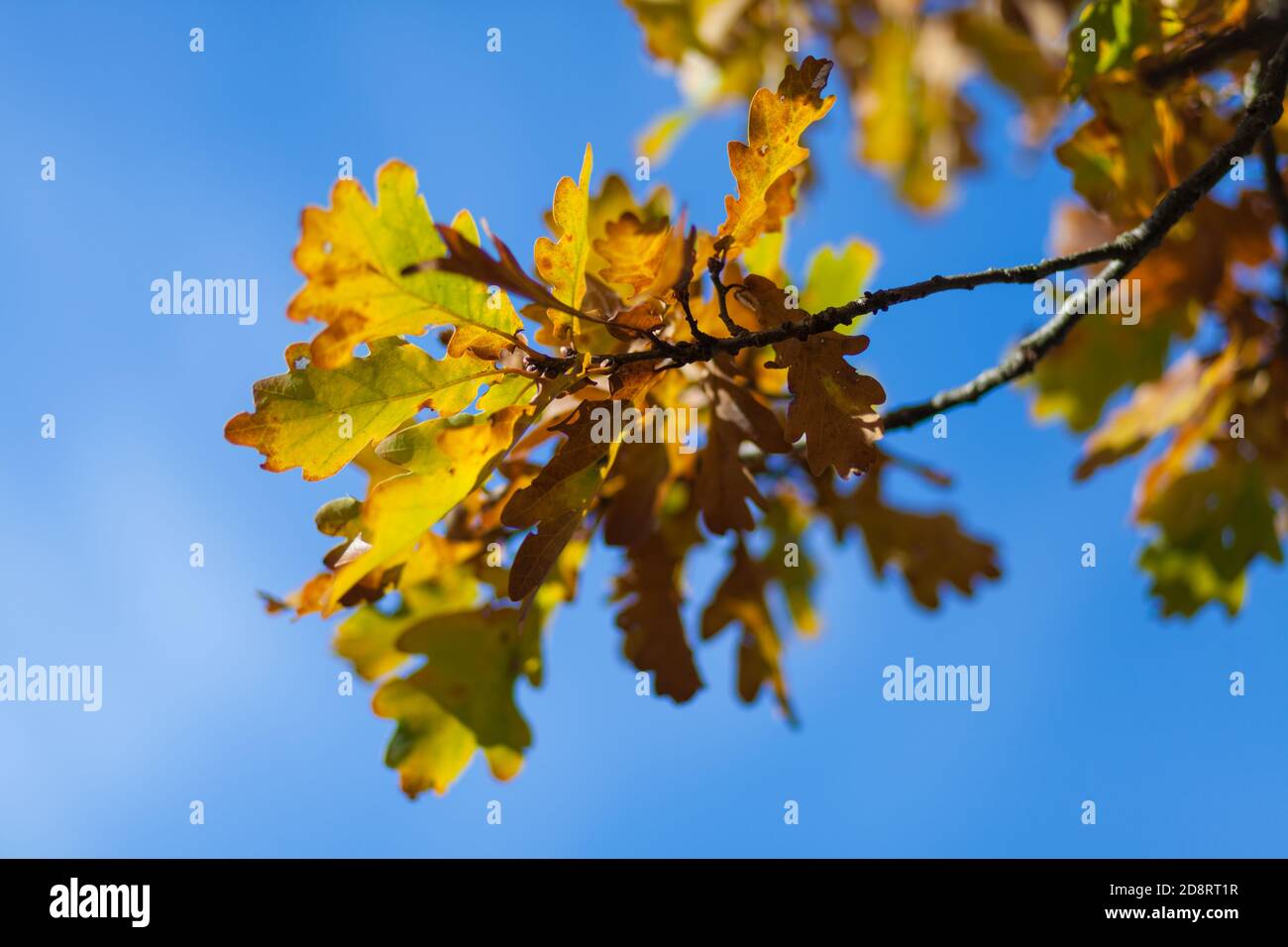Eiche in der sonne -Fotos und -Bildmaterial in hoher Auflösung – Alamy