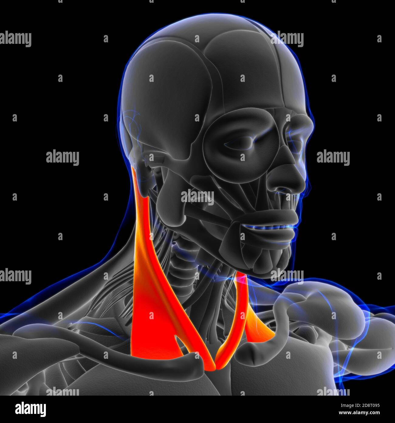 Sternocleidomastoid Muscle Anatomy for Medical Concept 3D Illustration ...