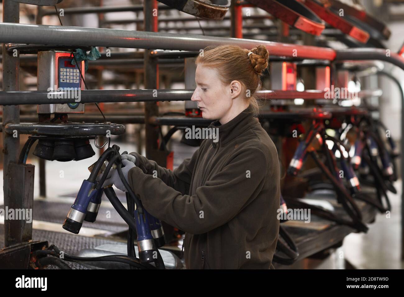 Young woman milking cow -Fotos und -Bildmaterial in hoher Auflösung – Alamy