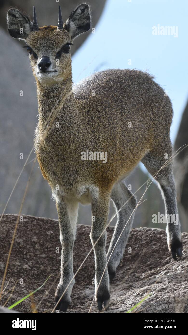 Klipspringer antilope -Fotos und -Bildmaterial in hoher Auflösung – Alamy
