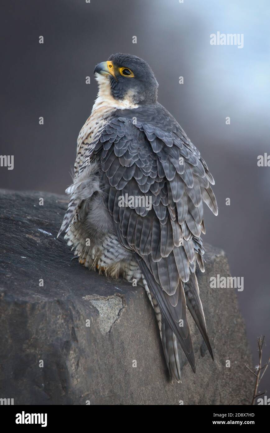 Peregrine Falcon thront auf einer Klippe mit Blick auf den Hudson River ...