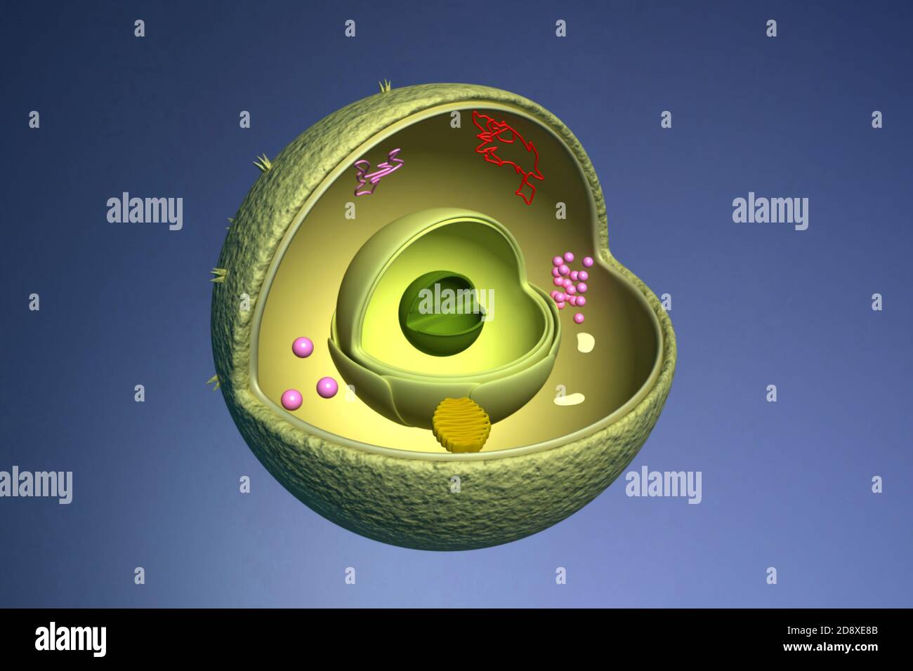 Cell nucleus cross section -Fotos und -Bildmaterial in hoher Auflösung ...