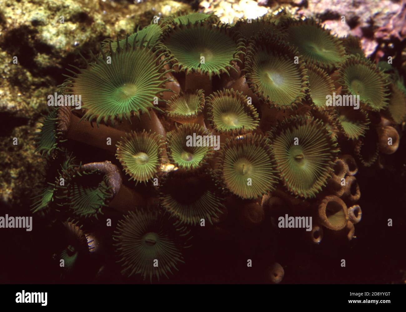 Zooxanthellae polyp -Fotos und -Bildmaterial in hoher Auflösung – Alamy