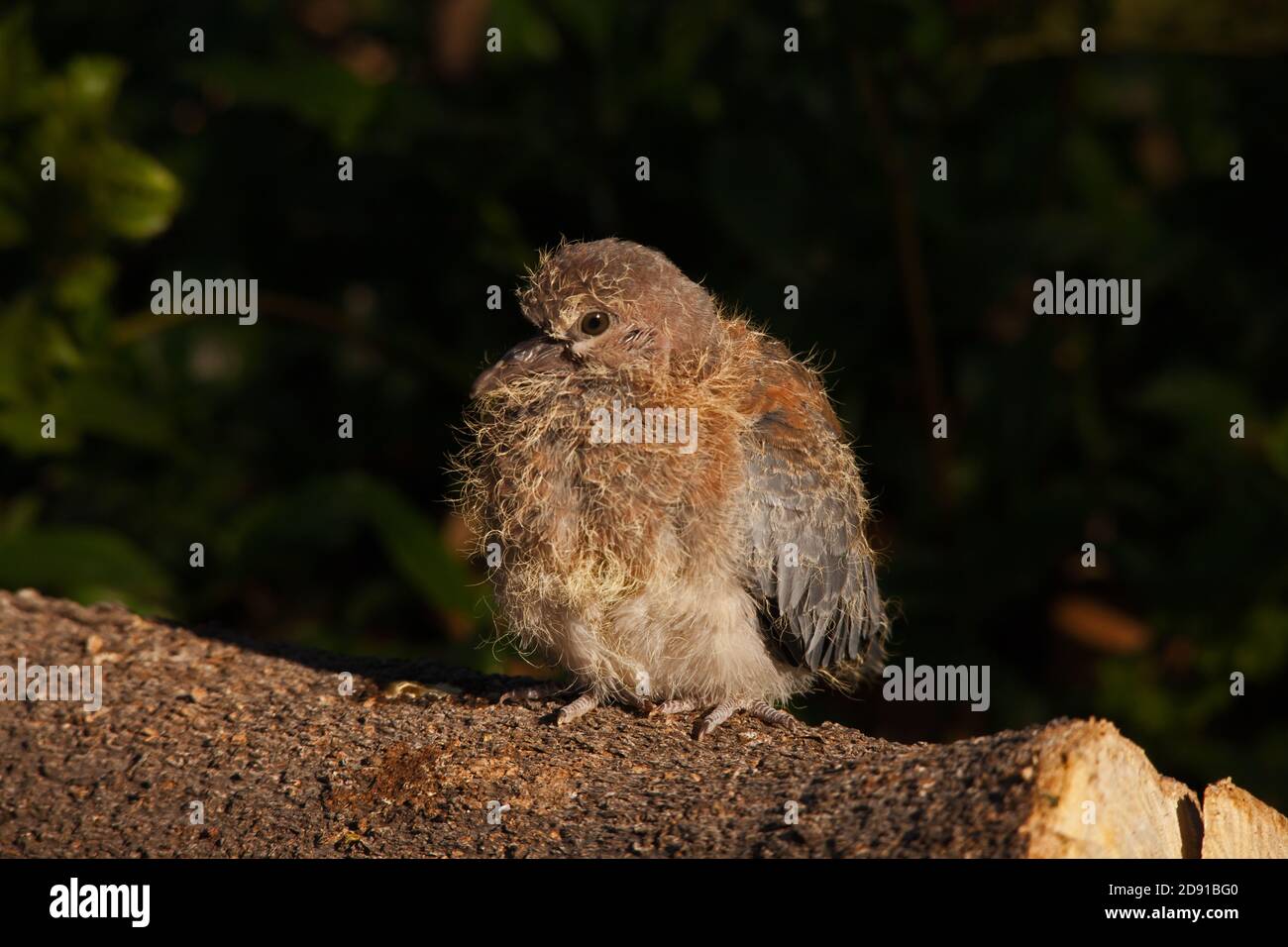 Baby taube -Fotos und -Bildmaterial in hoher Auflösung – Alamy