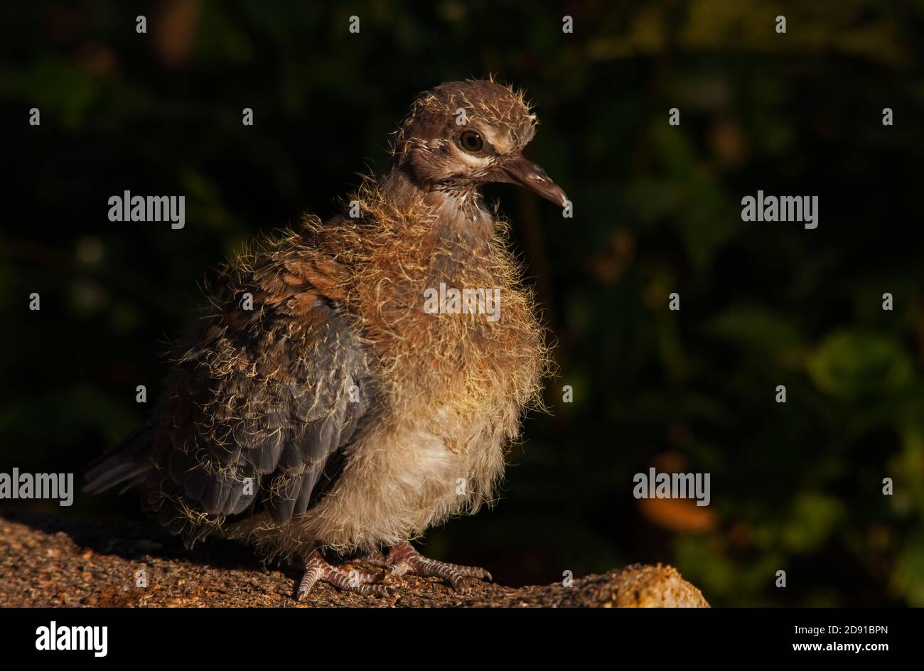 Baby taube -Fotos und -Bildmaterial in hoher Auflösung – Alamy