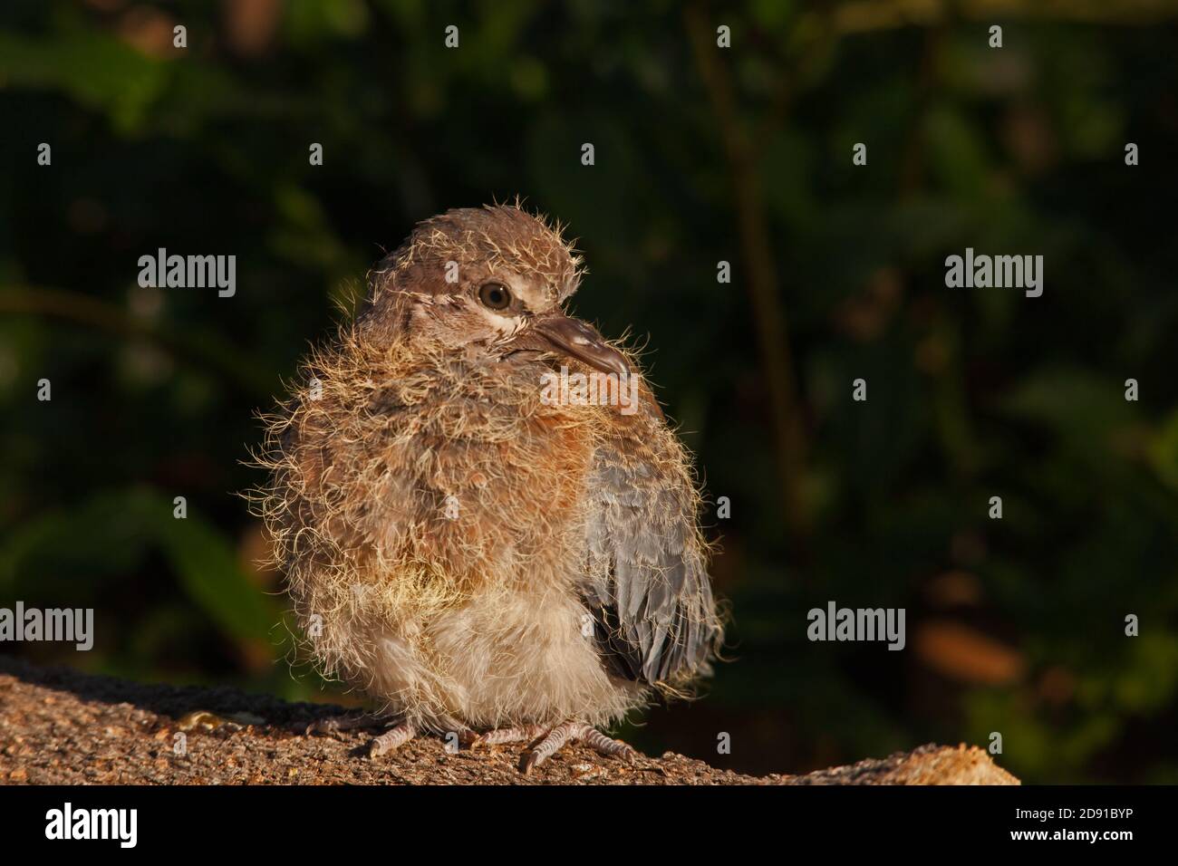 Baby taube -Fotos und -Bildmaterial in hoher Auflösung – Alamy