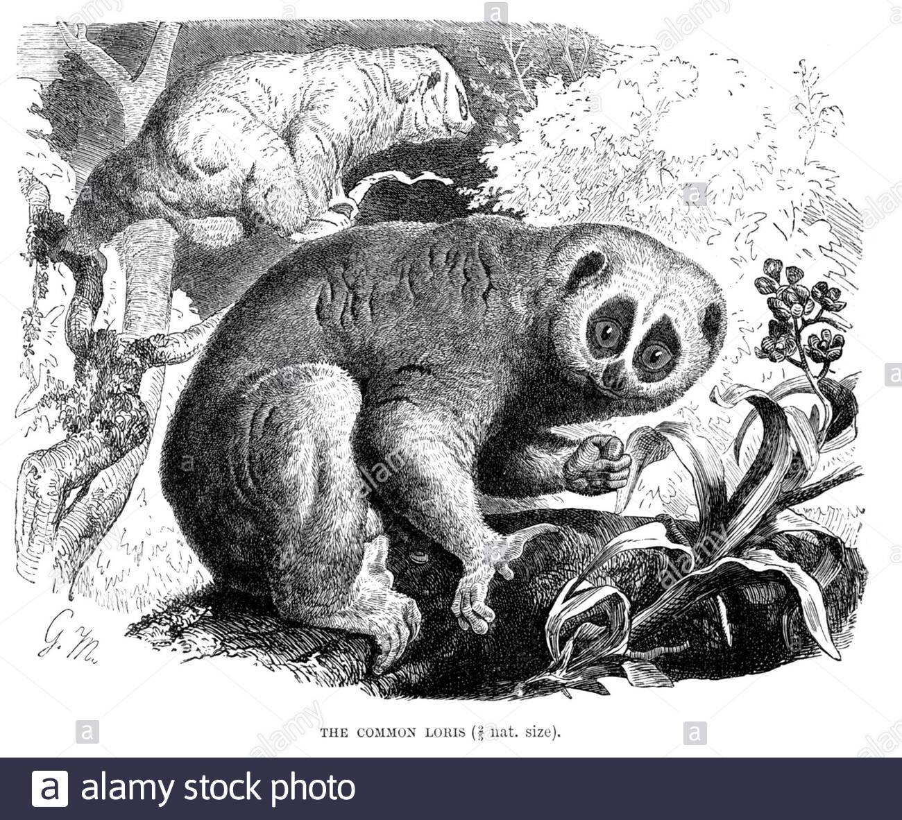 Images loris -Fotos und -Bildmaterial in hoher Auflösung – Alamy