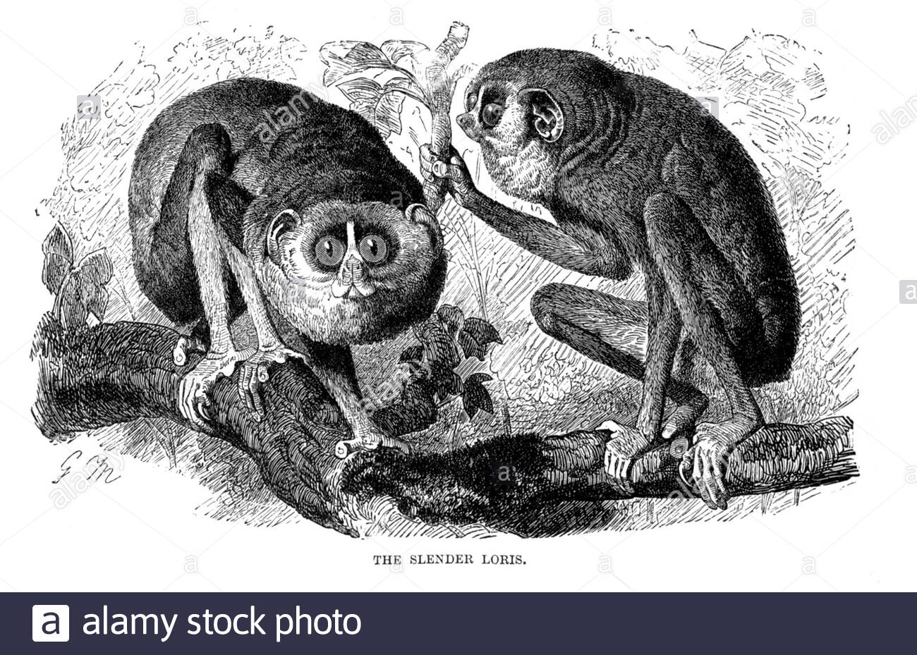 Images loris -Fotos und -Bildmaterial in hoher Auflösung – Alamy
