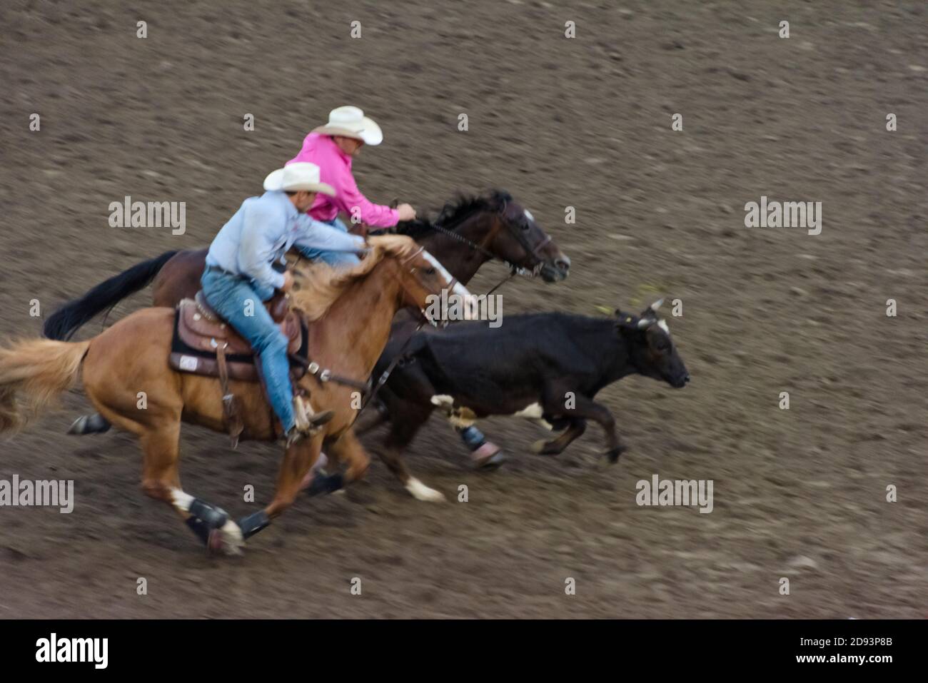 Rodeo-Show in der Arena, Steer Wrestling, wo ein Reiter jagt einen ...