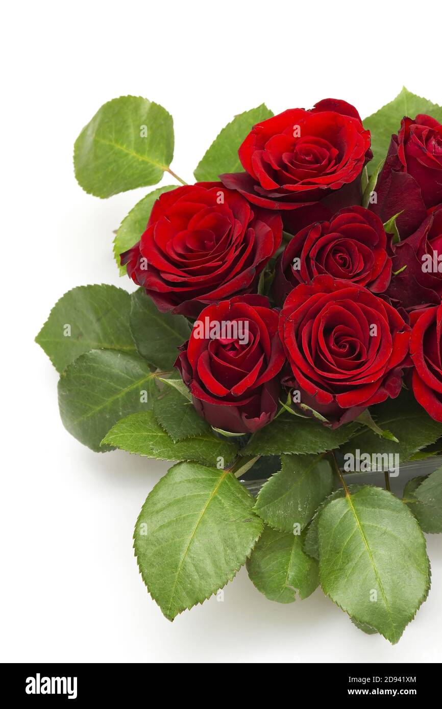 Rote rose speedway -Fotos und -Bildmaterial in hoher Auflösung – Alamy