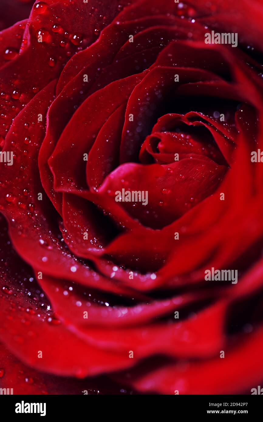 Rote rose alphaville -Fotos und -Bildmaterial in hoher Auflösung – Alamy