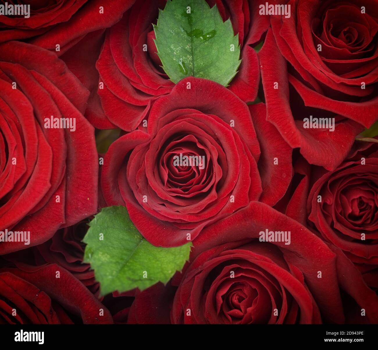 Ein rotes rosendicht -Fotos und -Bildmaterial in hoher Auflösung – Alamy