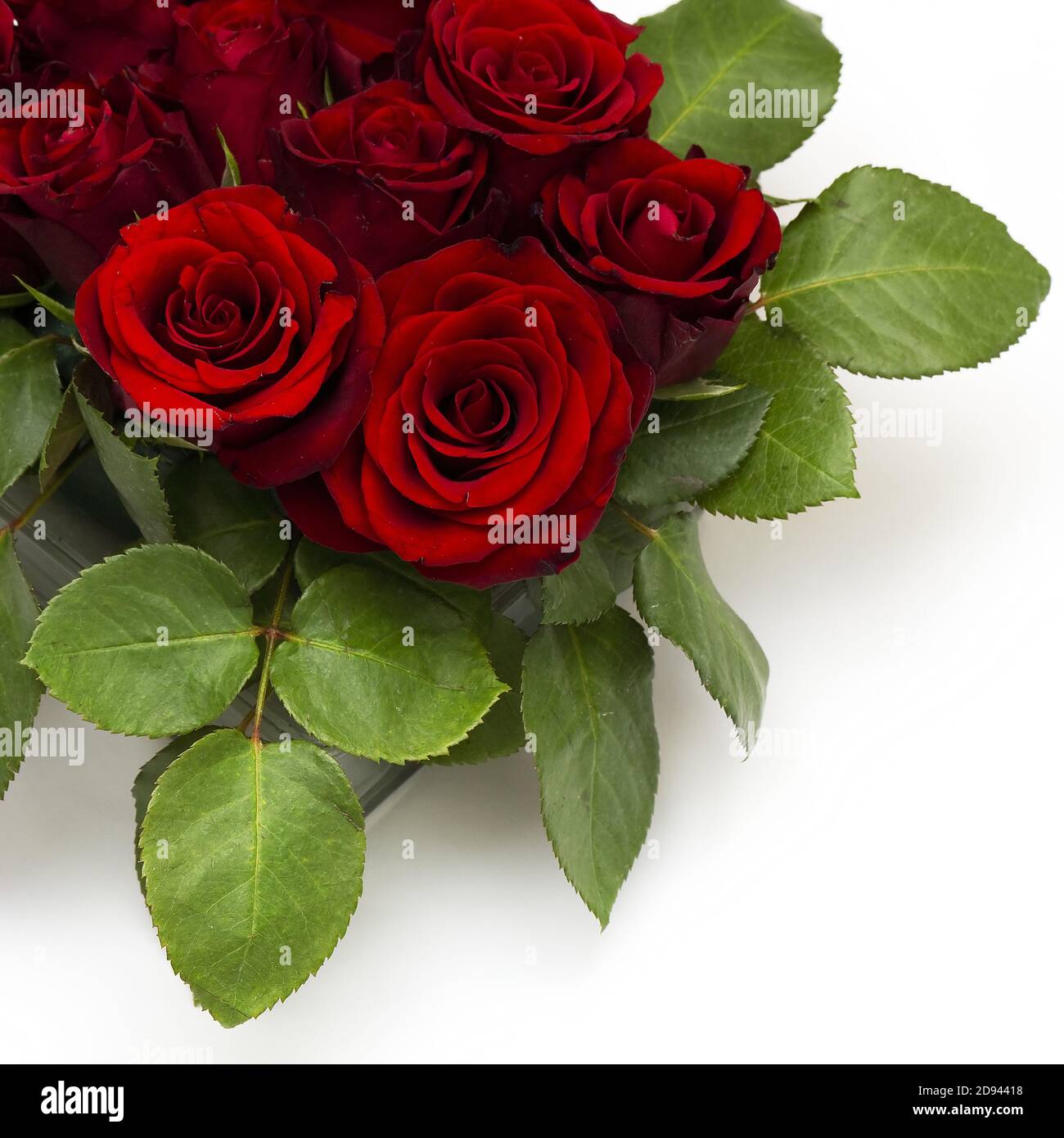 Rote rose gacha leben -Fotos und -Bildmaterial in hoher Auflösung – Alamy