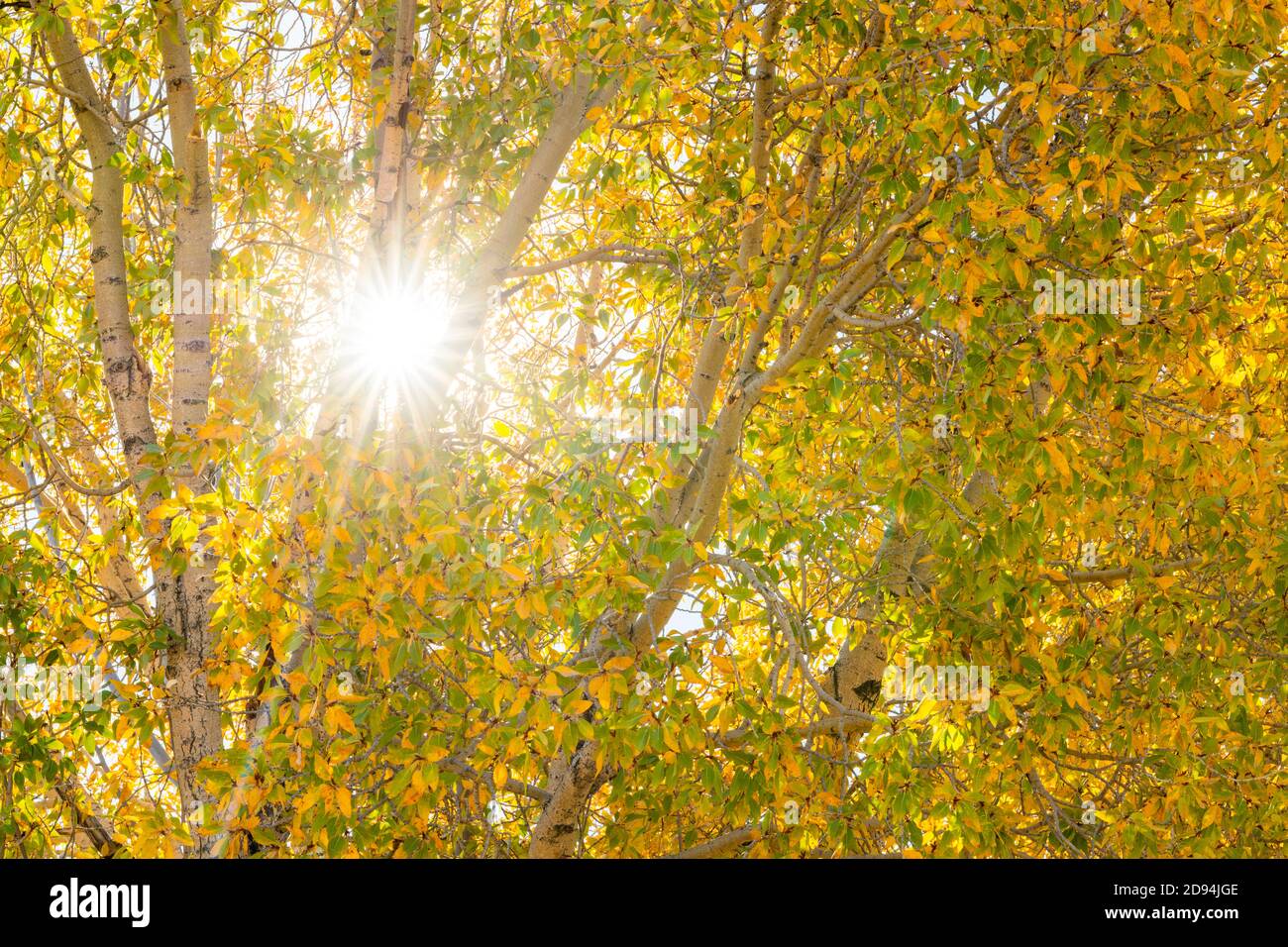Populus angustifolia -Fotos und -Bildmaterial in hoher Auflösung – Alamy