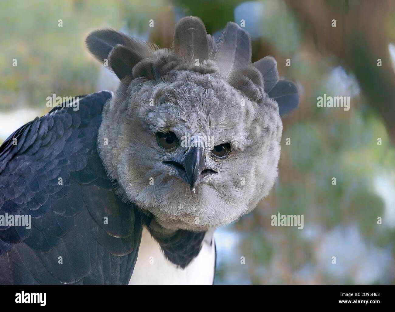 Harpy eagle america -Fotos und -Bildmaterial in hoher Auflösung – Alamy