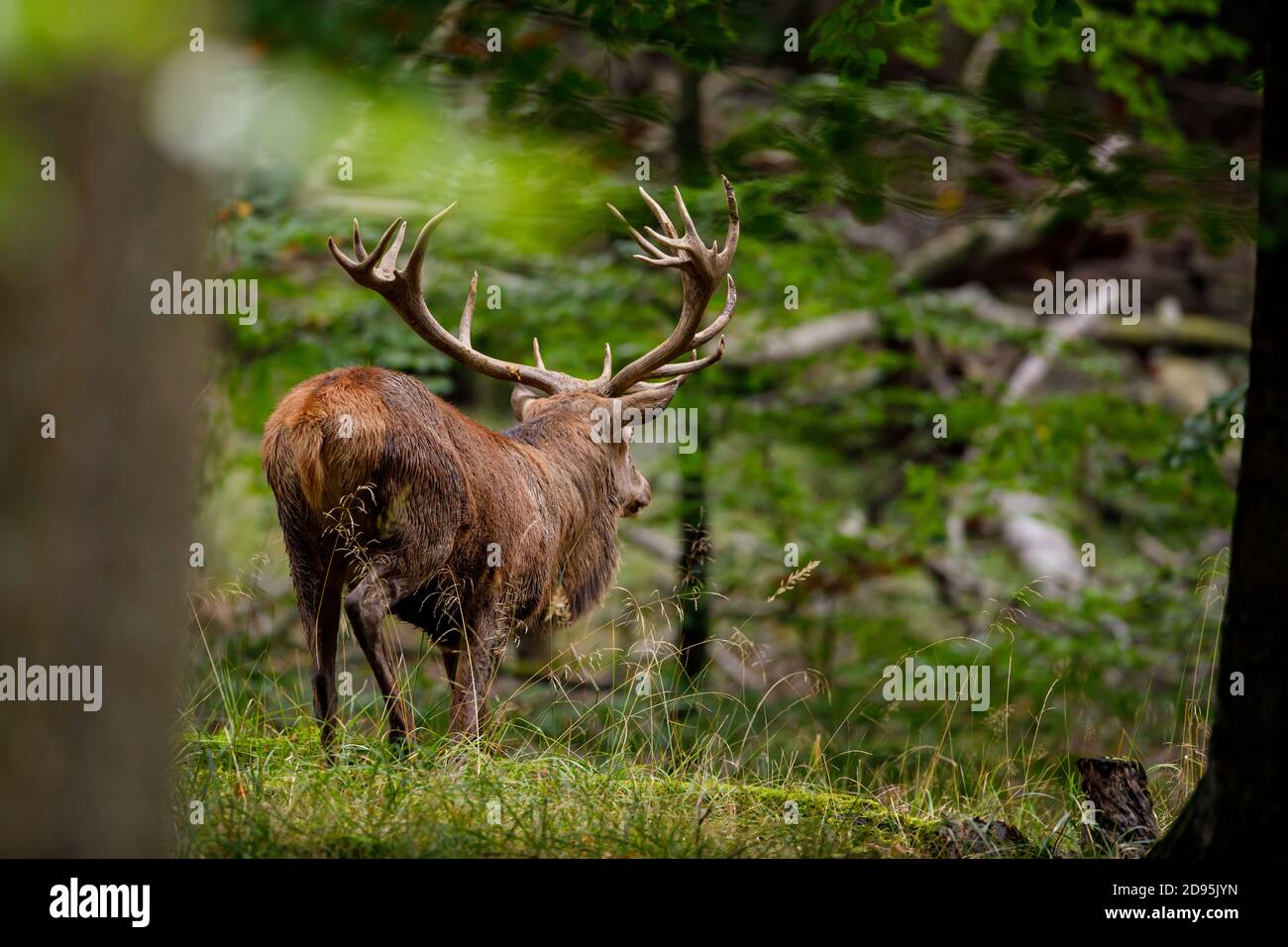 Rothirsch kuh -Fotos und -Bildmaterial in hoher Auflösung – Alamy
