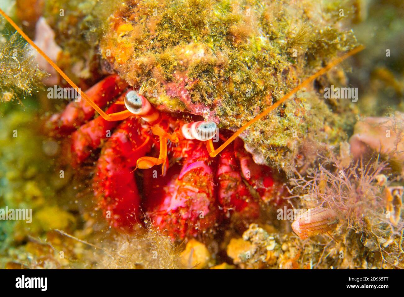 Einsiedlerkrebs dardanus sp Stockfotos und -bilder Kaufen - Alamy