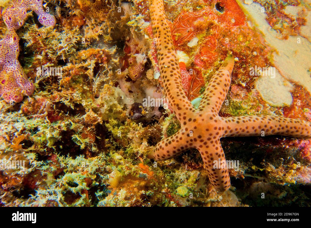 Echinoderm maldives -Fotos und -Bildmaterial in hoher Auflösung – Alamy