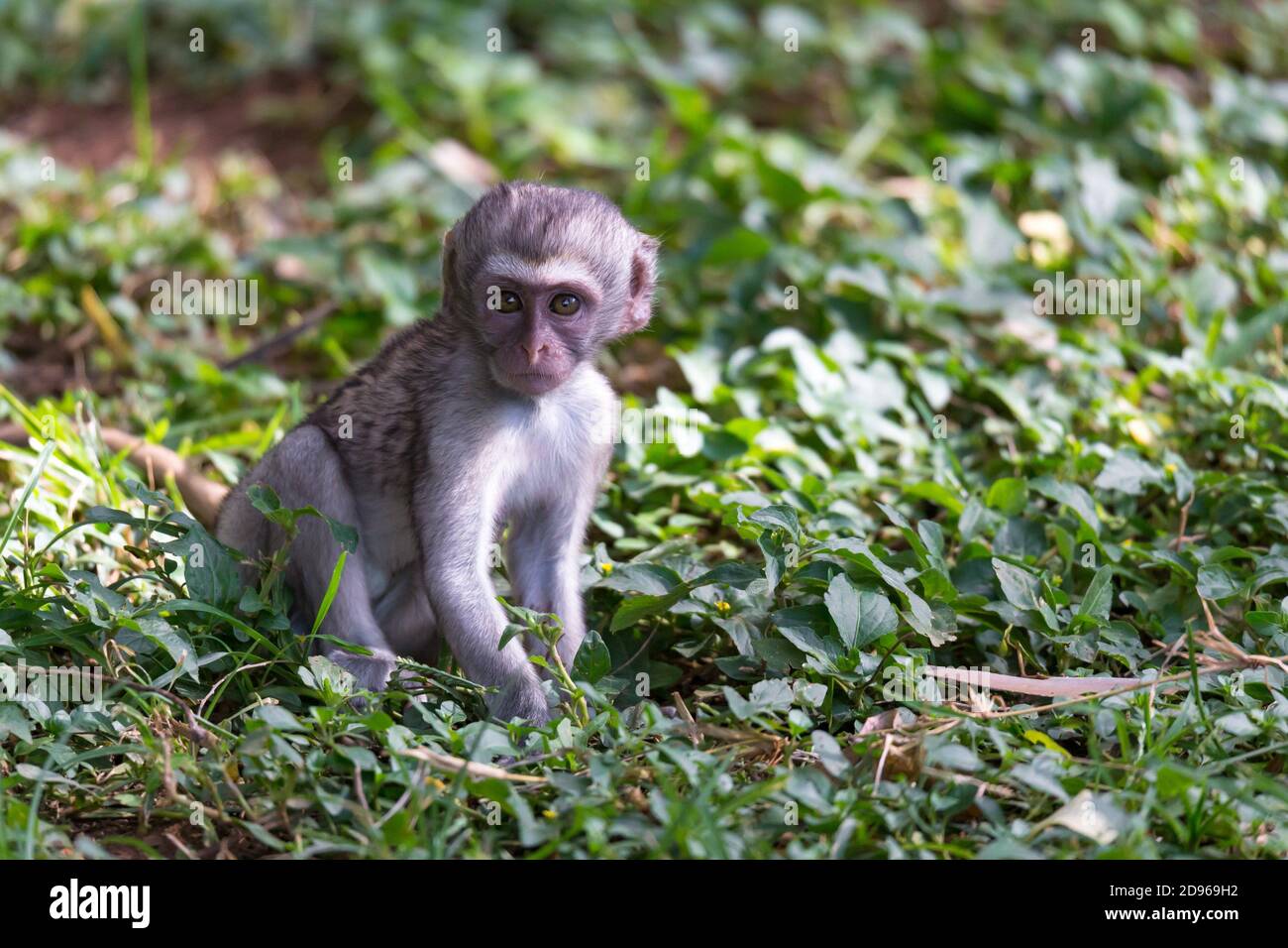 Kleiner affe den baum hinauf -Fotos und -Bildmaterial in hoher ...