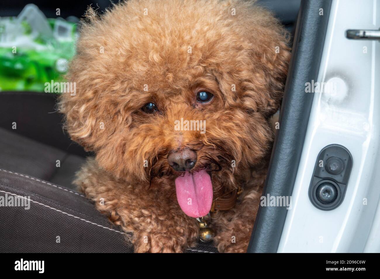 Glücklicher pudel -Fotos und -Bildmaterial in hoher Auflösung – Alamy