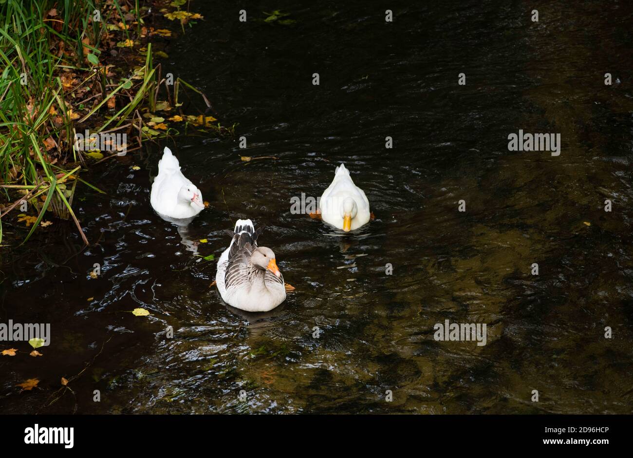 Getrennte arten -Fotos und -Bildmaterial in hoher Auflösung – Alamy