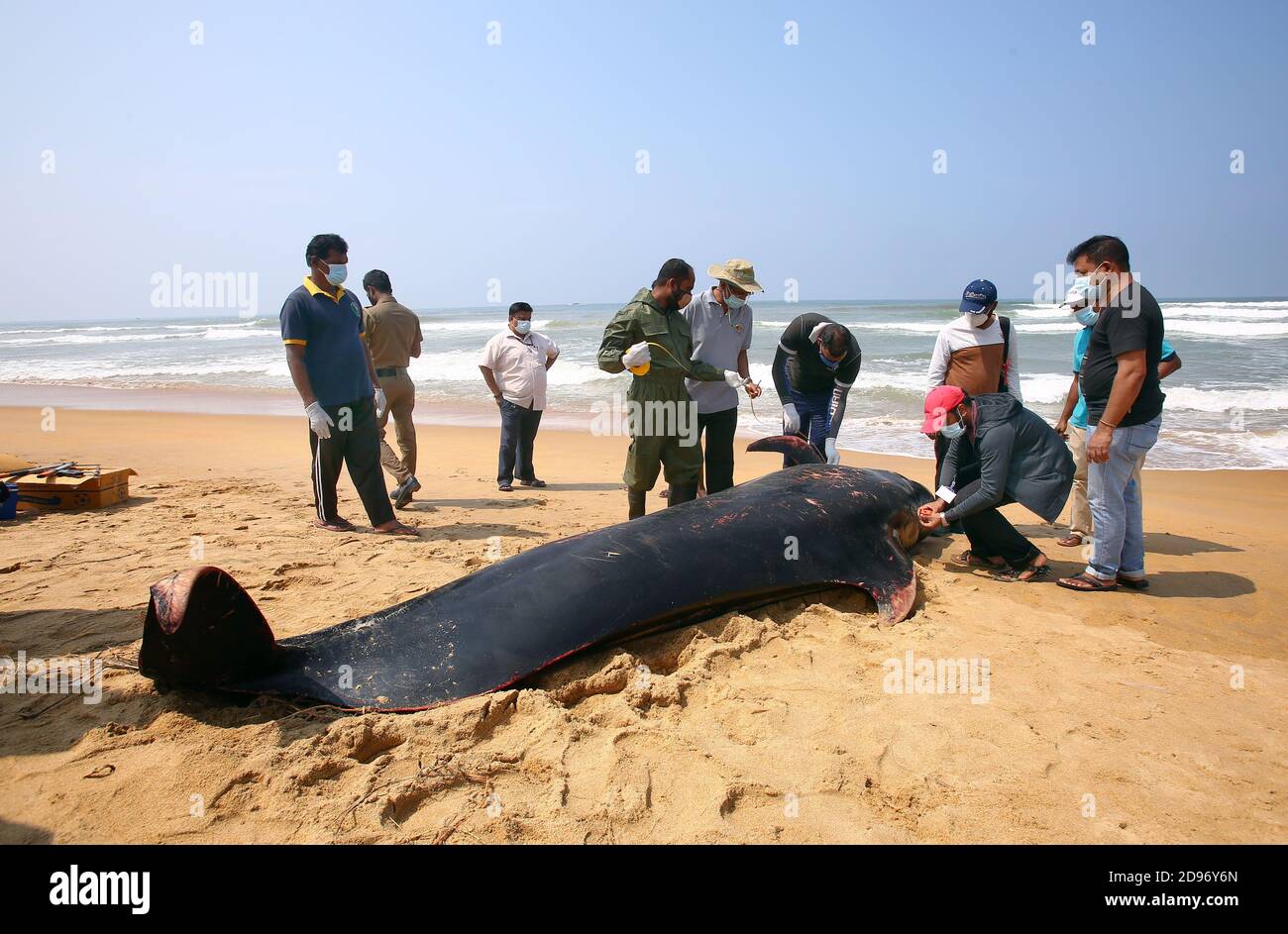 Toter wal am strand -Fotos und -Bildmaterial in hoher Auflösung - Seite ...